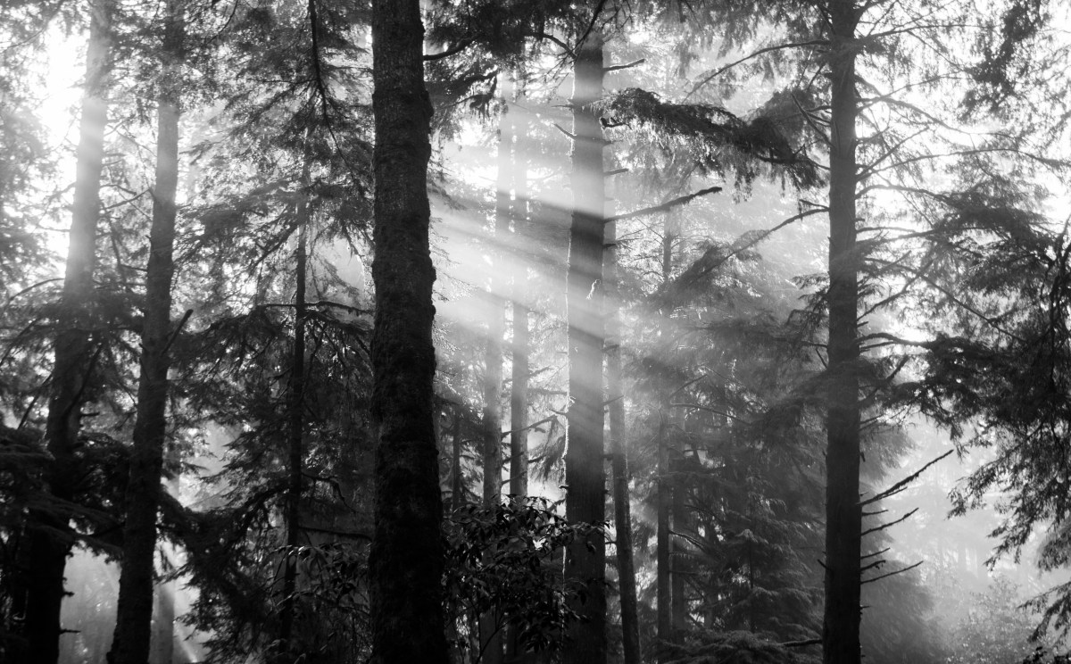 Missing Sunshine – Mitchel David Ring